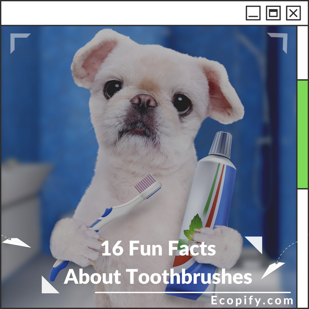 16 Fun Facts About Toothbrushes | Ecopify